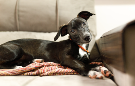 What Does a Dog Say? - Global Speech Therapy